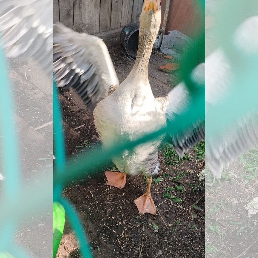 Гусь