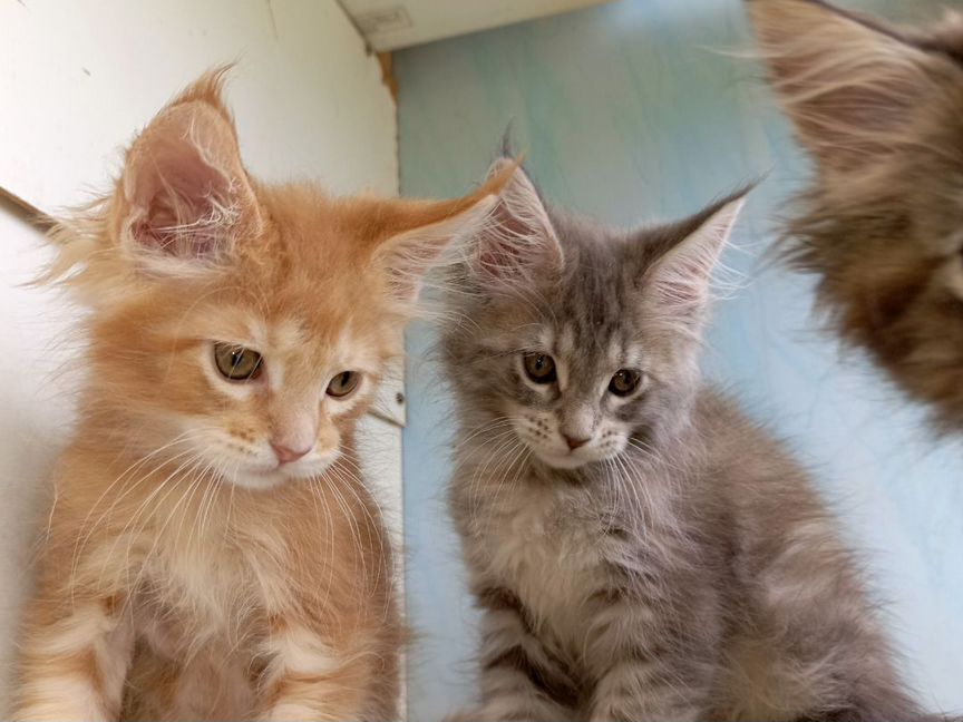 Котята мейн-кун