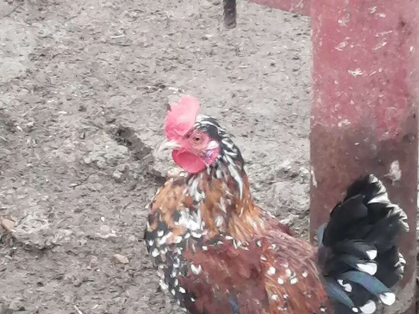 Дикоротивные - карликовые питушки