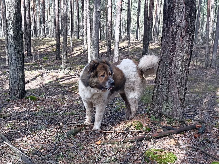 Кавказец вязка