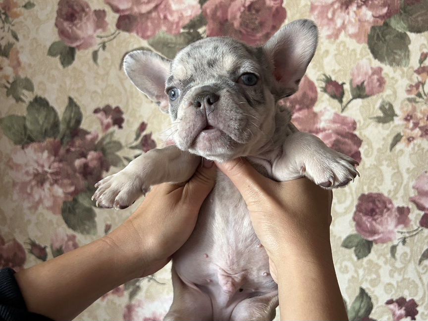 Щенки французики