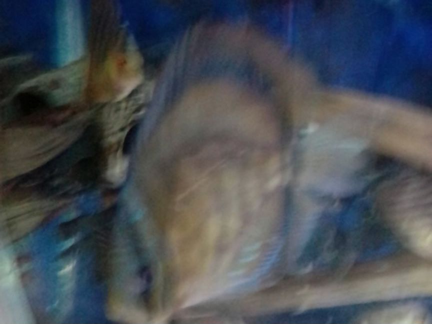 Дискусы
