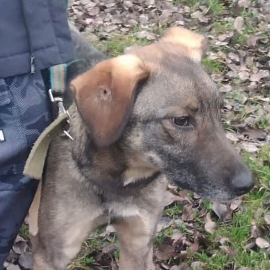 Щенок в добрые руки