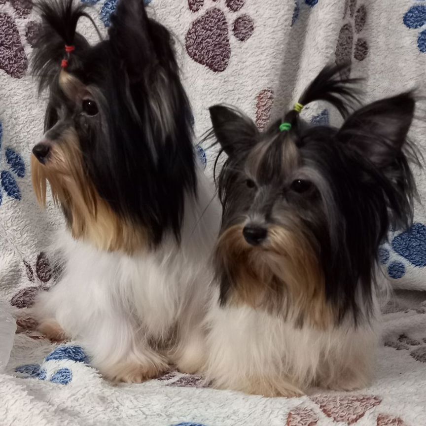 Бивер-йоркширский терьер, щенок