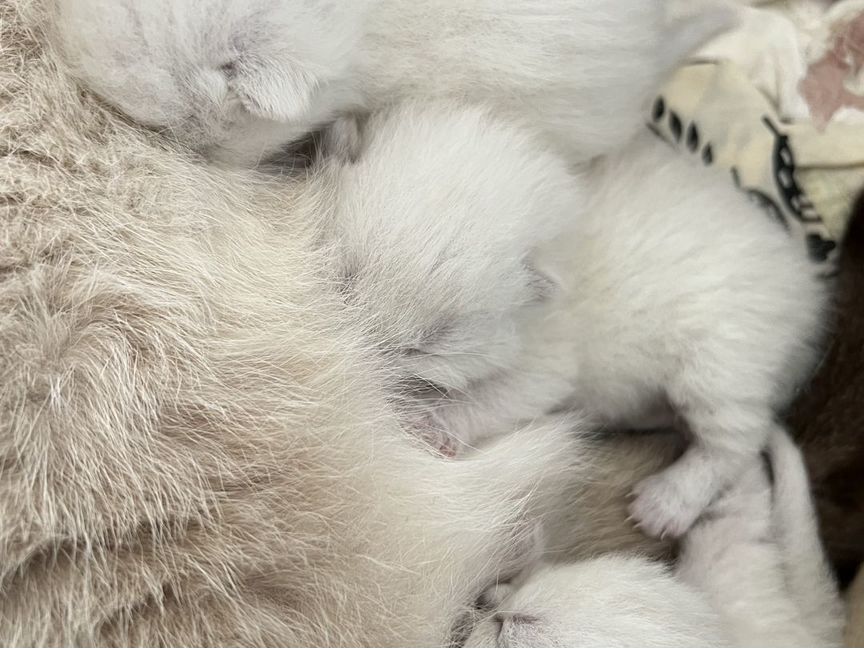 Продам котят