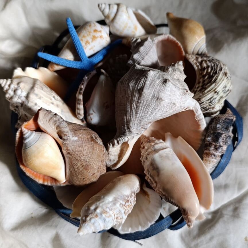 Морские ракушки раковины