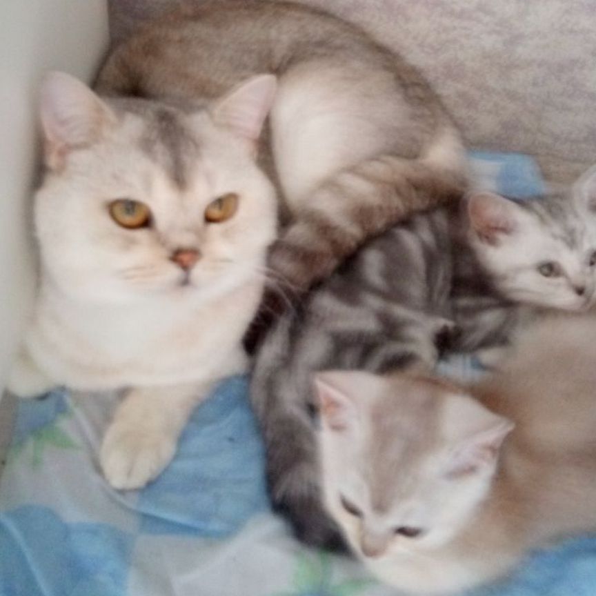 Шотландский прямоухий короткошёрстный кот, взрослый