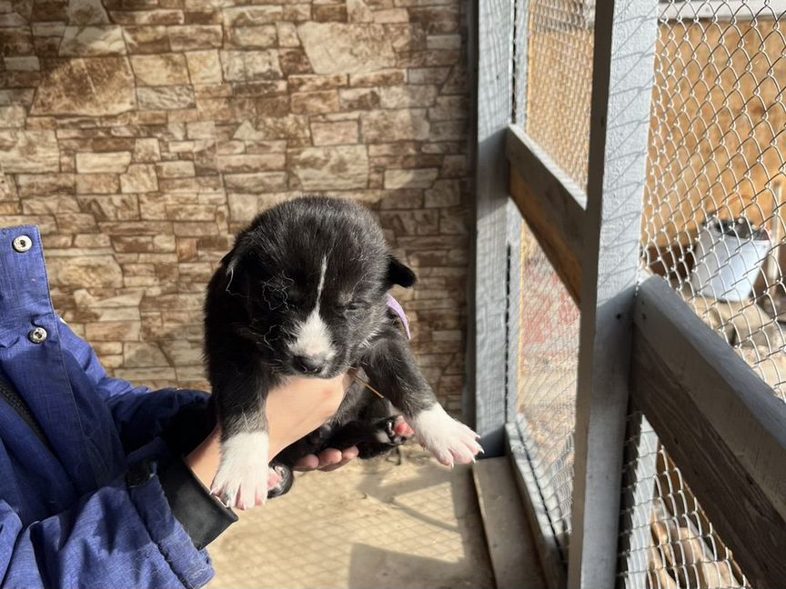 Щенки сибирской хаски