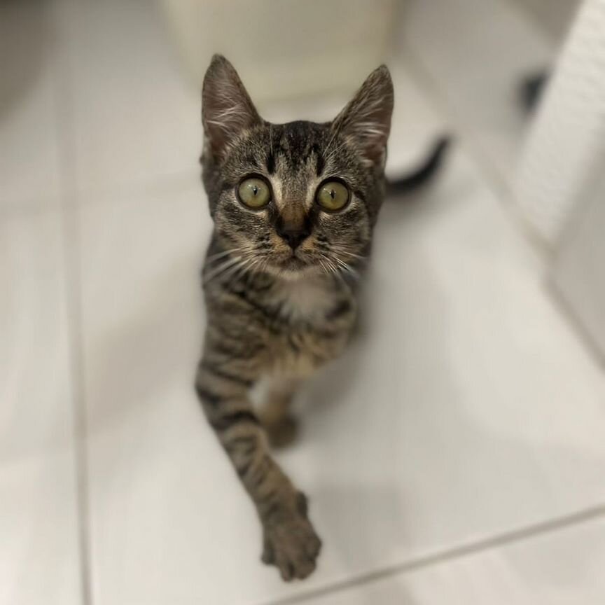 Котенок полосат 2 мес