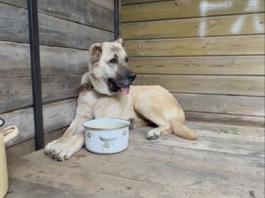 Алабайка в добрые руки