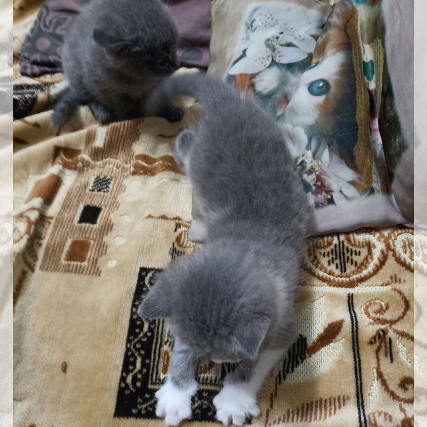 Шотландский вислоухий короткошёрстный котёнок