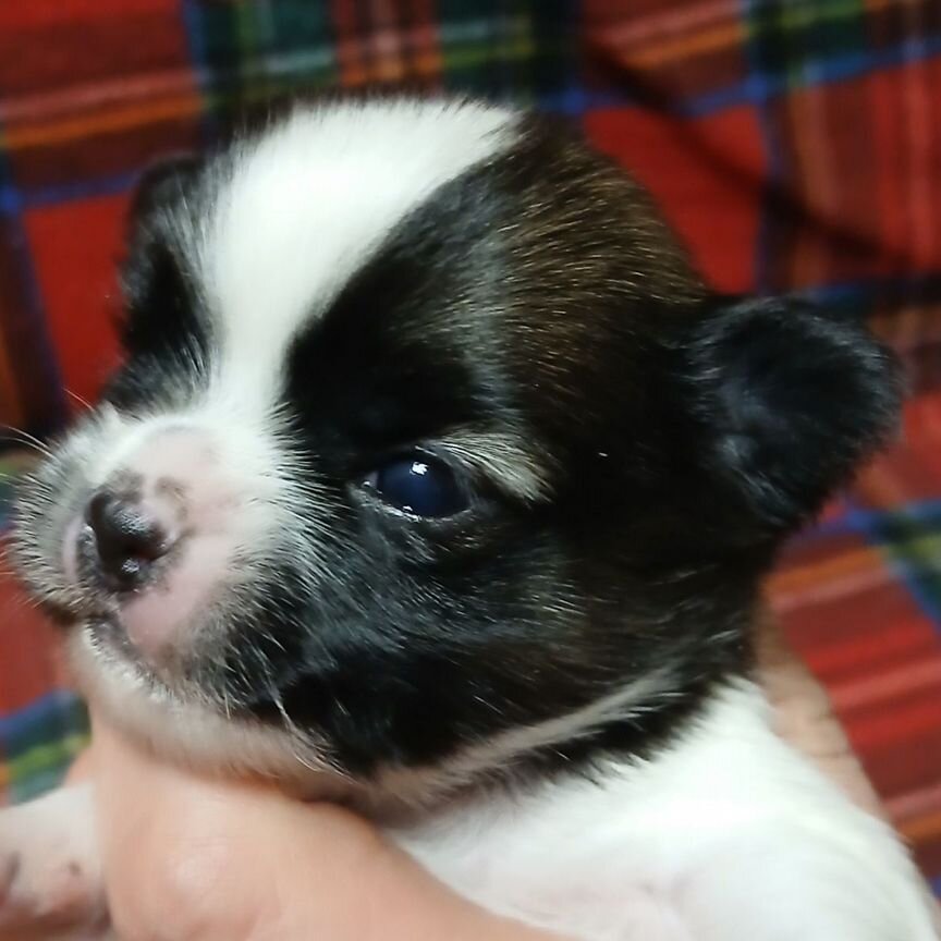 Чихуахуа, щенок