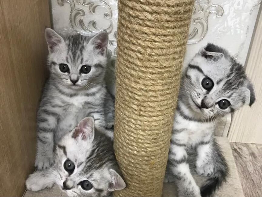 Продам шотландских котят