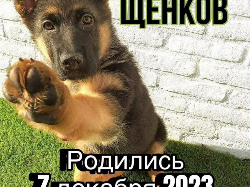 Щенки немецкой овчарки зонарного окраса