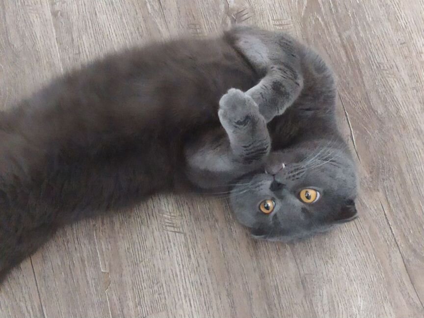 Котик в добрые руки