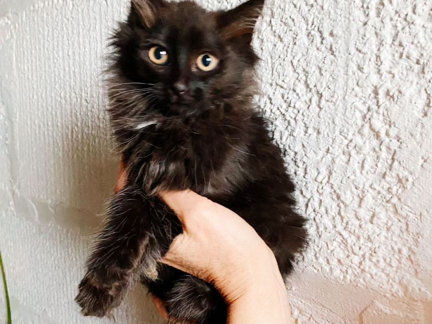 Брутальный котёнок в добрые руки