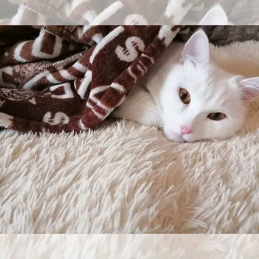 Белоснежный котик в добрые ручки
