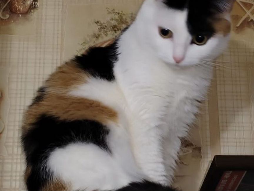 Кошечка 1.5 года