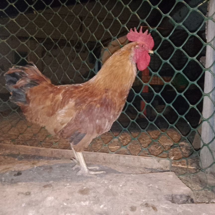 Петух красивый,золотистый