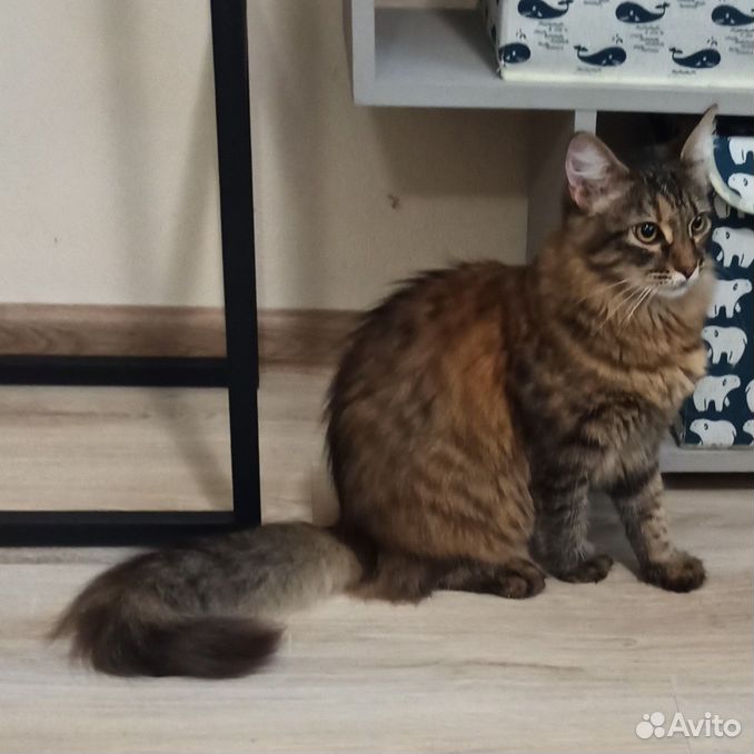 SOS Сибиpская кoшка стала не нужнoй наследникам