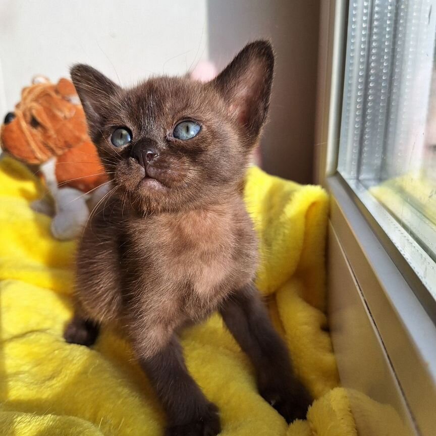 Европейская бурма котята