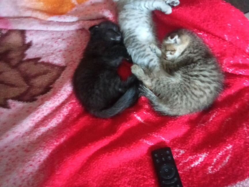 Британские вислоухие котята