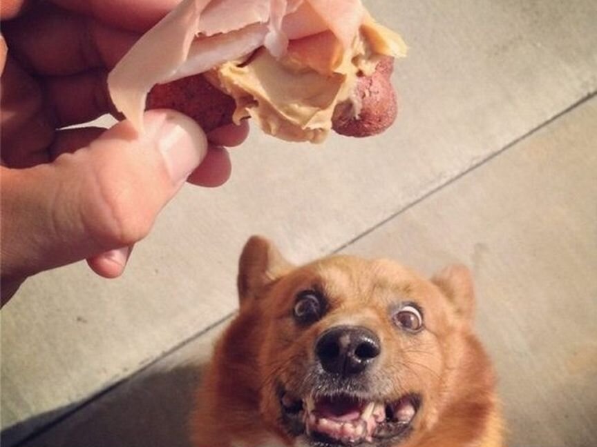 Мясо для собак