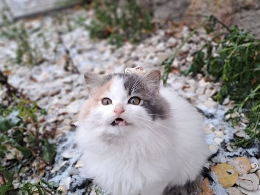 Милые котята