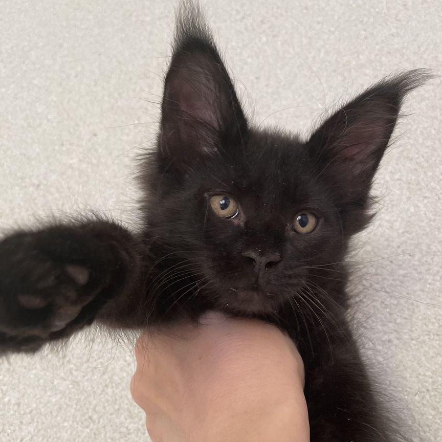 Мейн-кун, взрослая кошка