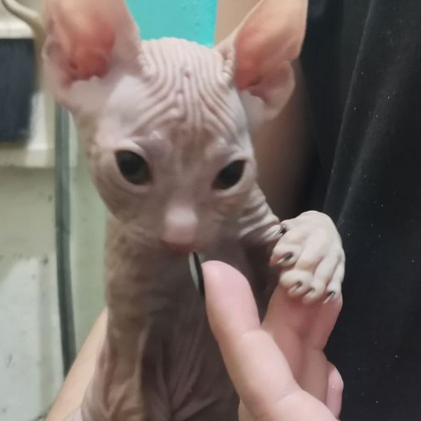 Донской сфинкс котёнок