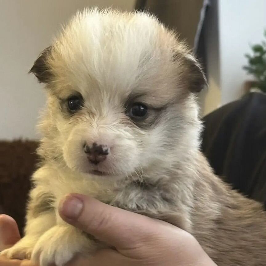 Вельш Корги Пемброк, щенок