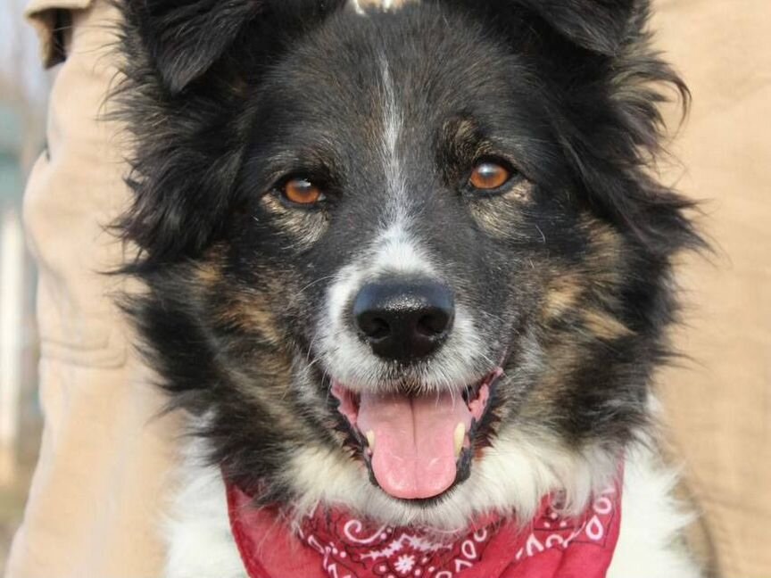 Красивый бывшедомашний пес страдает в приюте