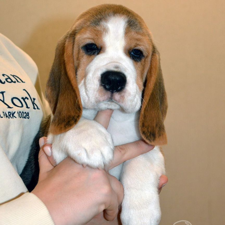 Щенки бигля