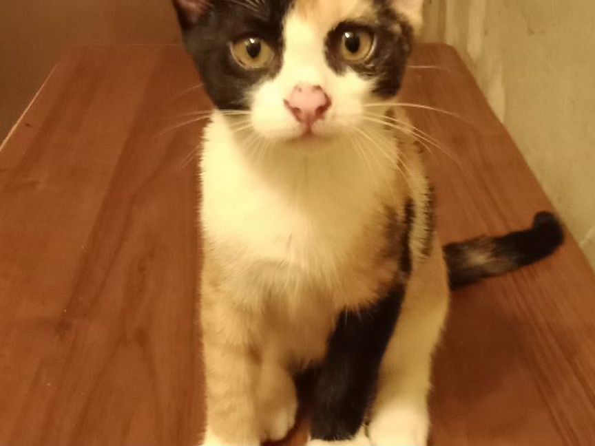 Кошки в добрые руки бесплатно