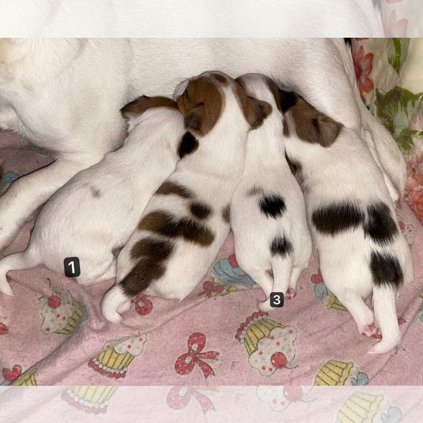 Джек-рассел-терьер, щенок