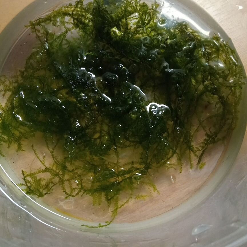 Яванский мох для аквариума