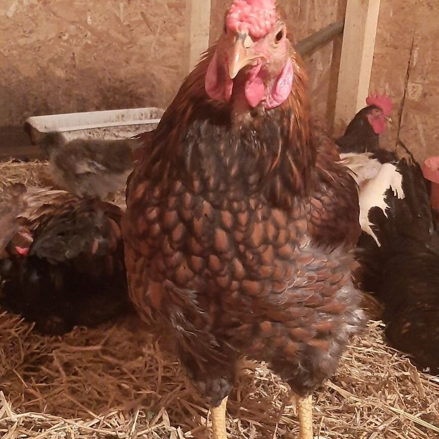 Петух Виандот золото