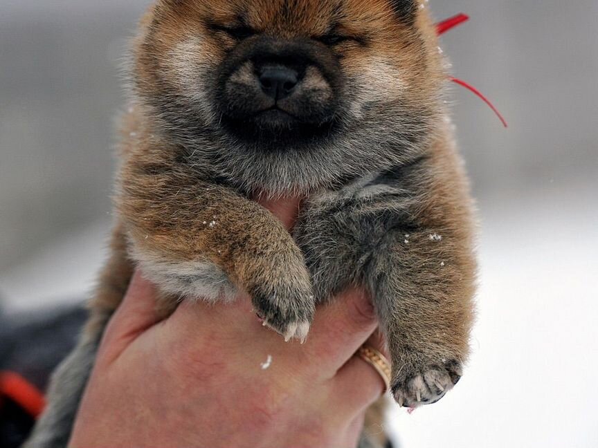 Девочка сиба