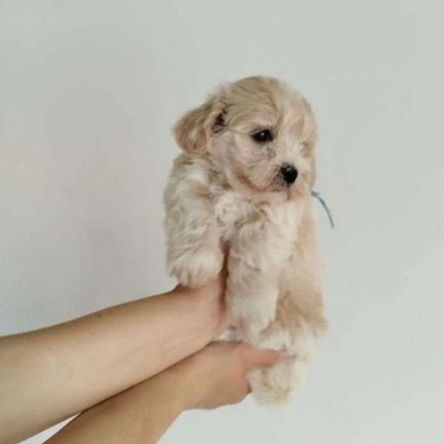 Мальтипу ф1 мальчики мини