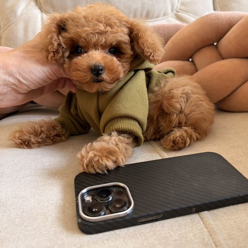 Той-пудель, щенок