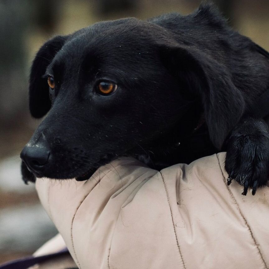 Собака в добрые руки