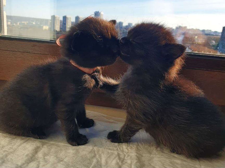Котята