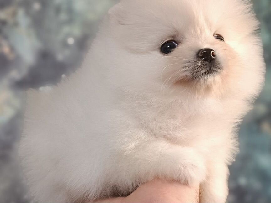 Мишки малышки