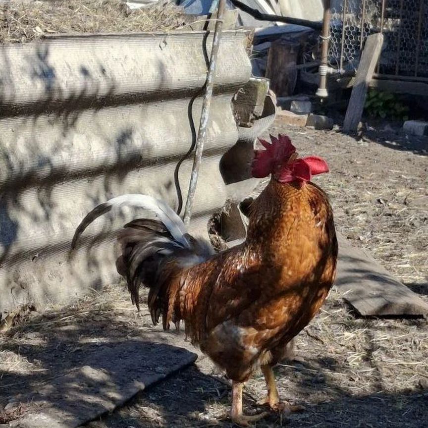 Куры и петухи