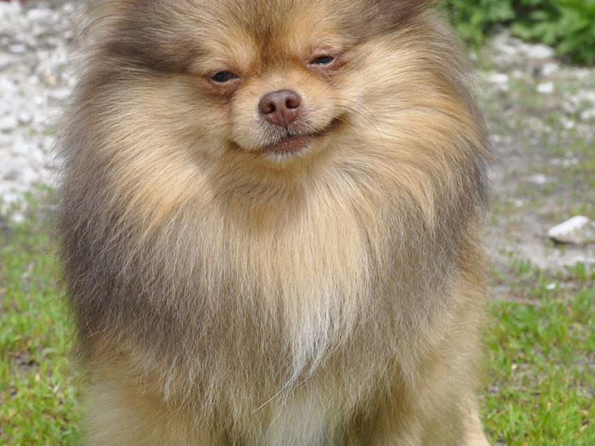 Кобель малого шпица