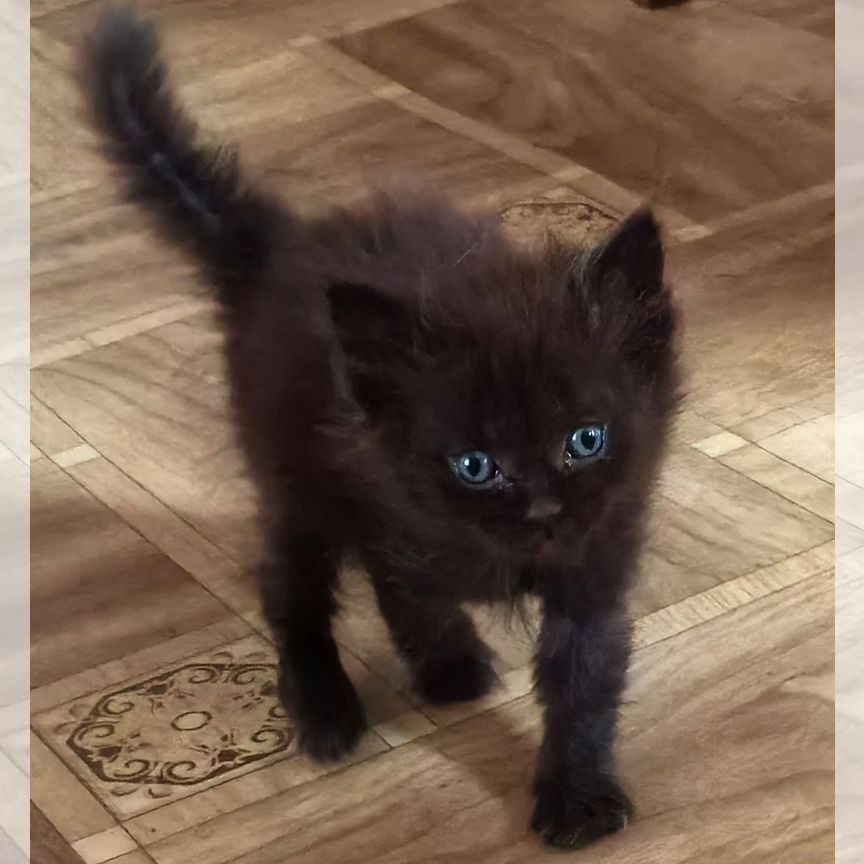 Шотландский прямоухий короткошёрстный котёнок