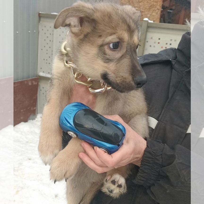 Щенок в добрые руки