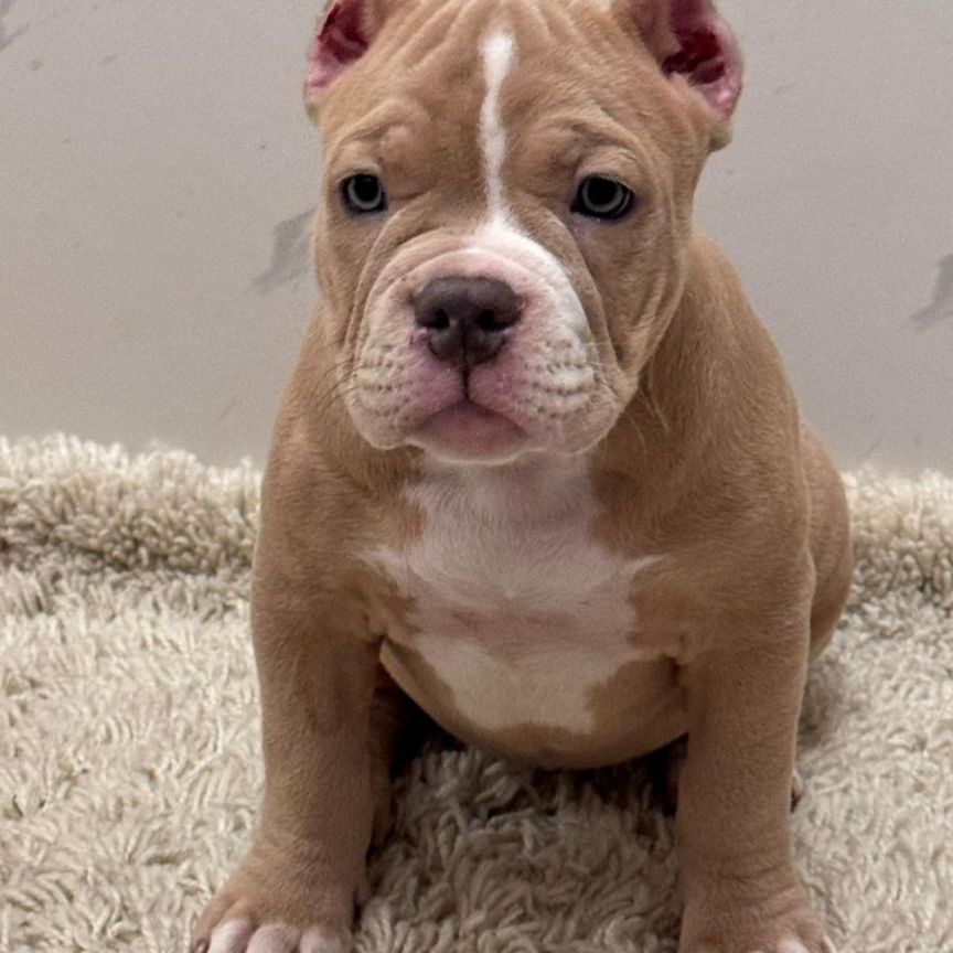 Американский булли покет-классик