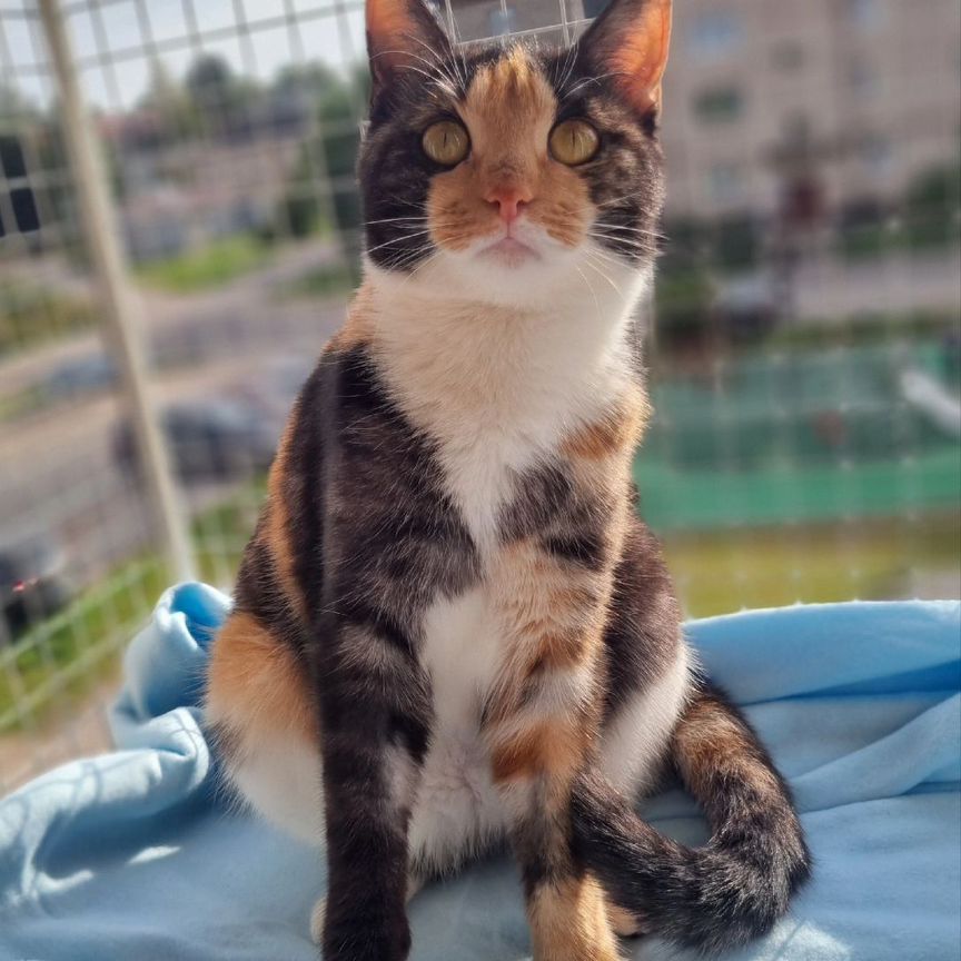 Ласковая трехцветная кошка