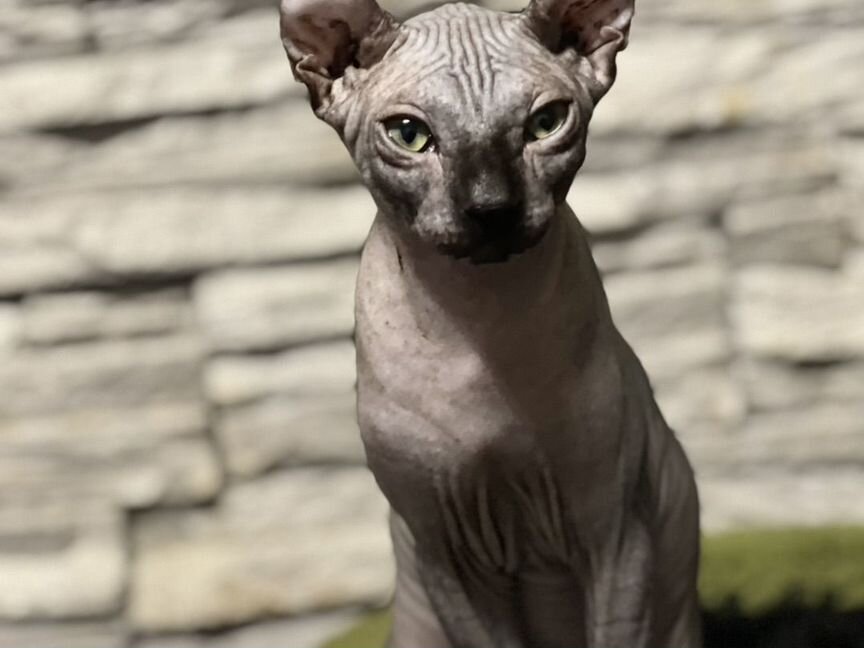 Роскошные черные кошечки эльф